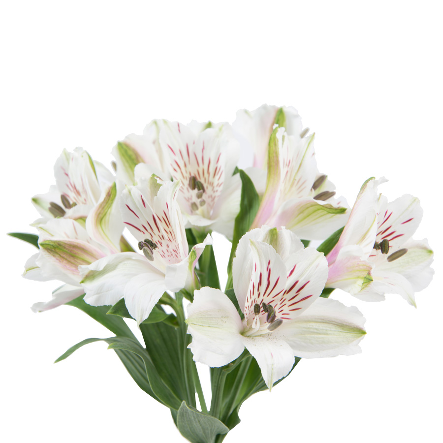 Virginia | Premium Flowers