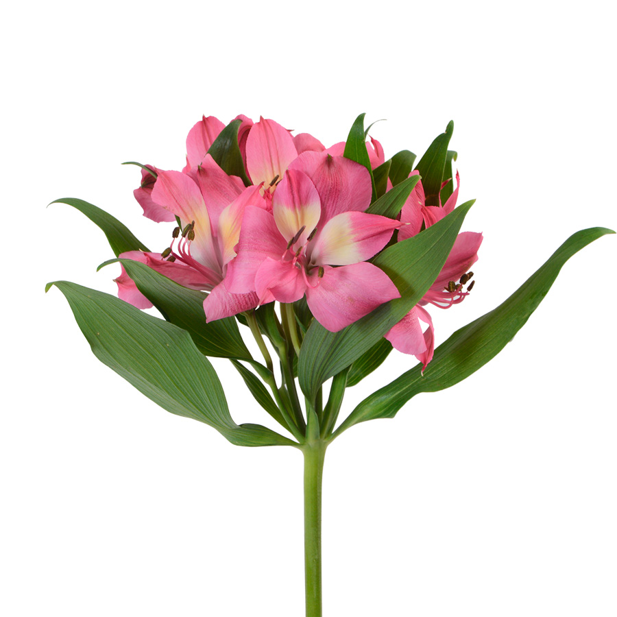 Intenz Pink | Premium Flowers