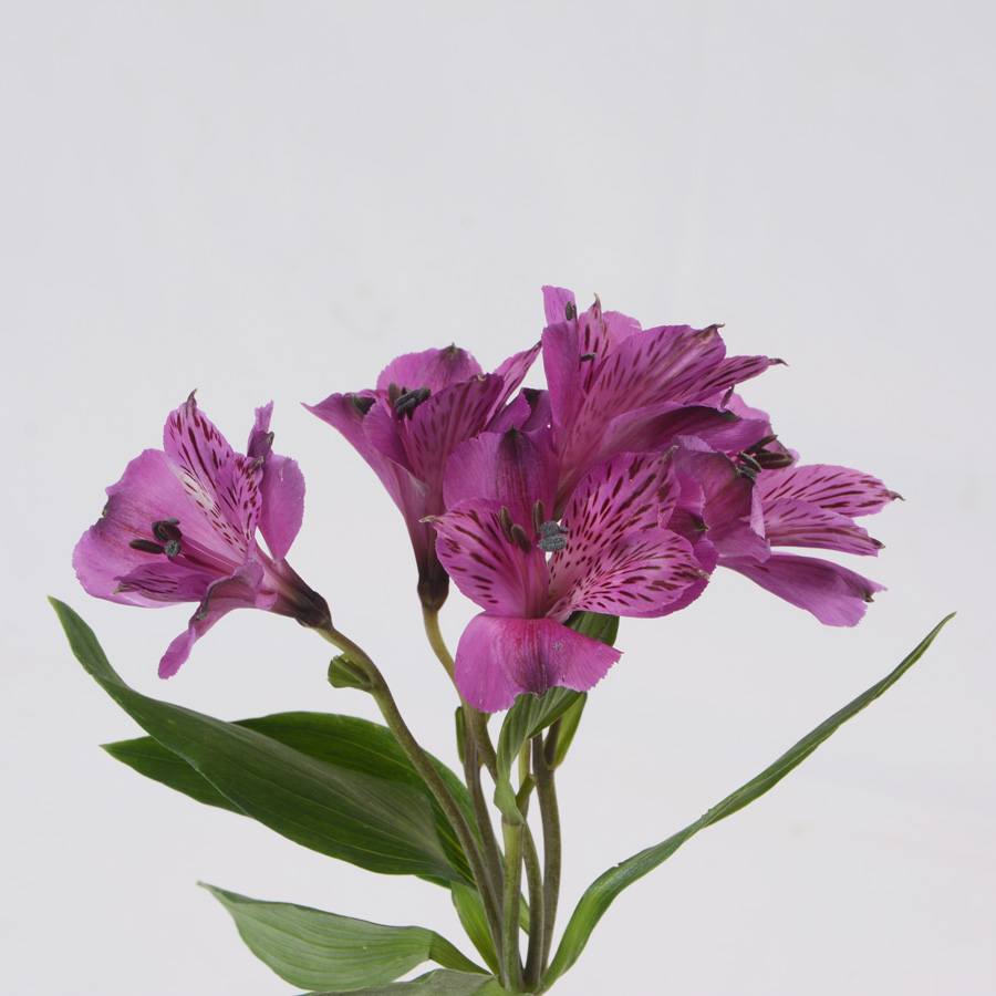 Palermo | Premium Flowers