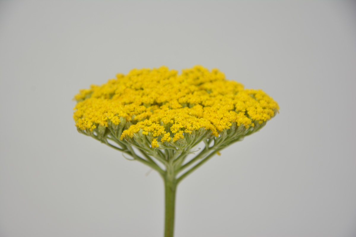 Achilea | Premium Flowers