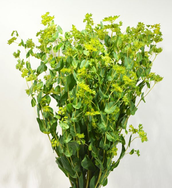 Bupleurum | Premium Flowers