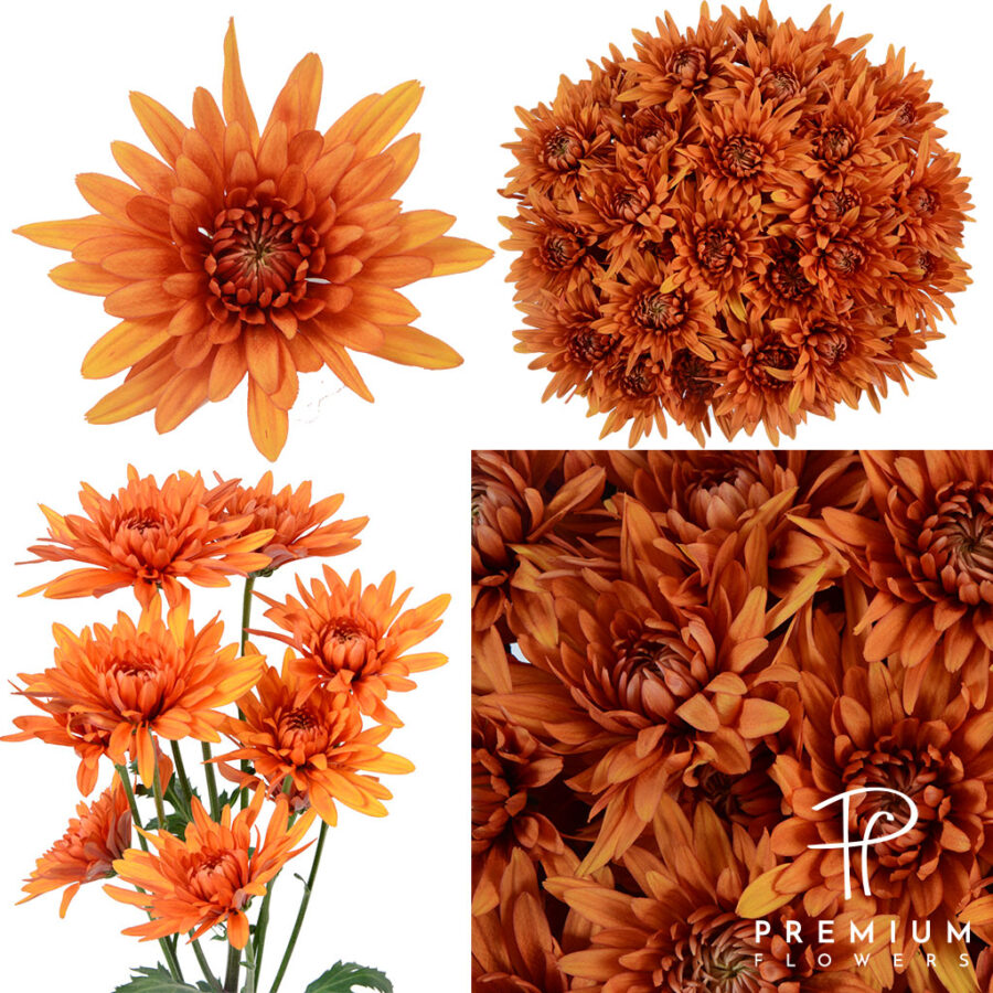 Cooper | Premium Flowers