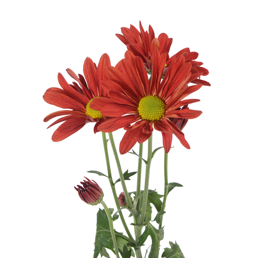 Red Atlantis | Premium Flowers