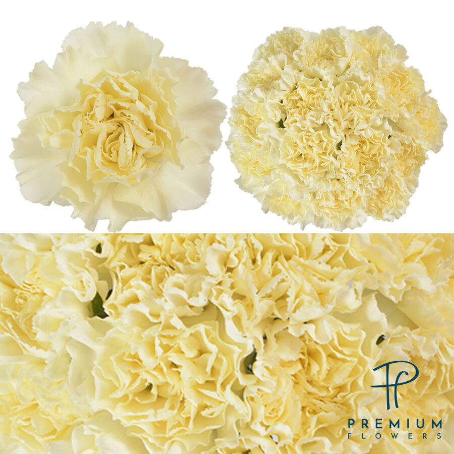 Diletta Crema | Premium Flowers