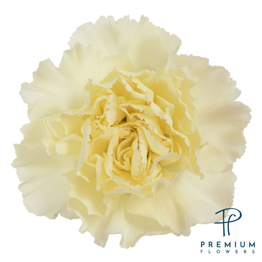 Diletta Crema | Premium Flowers