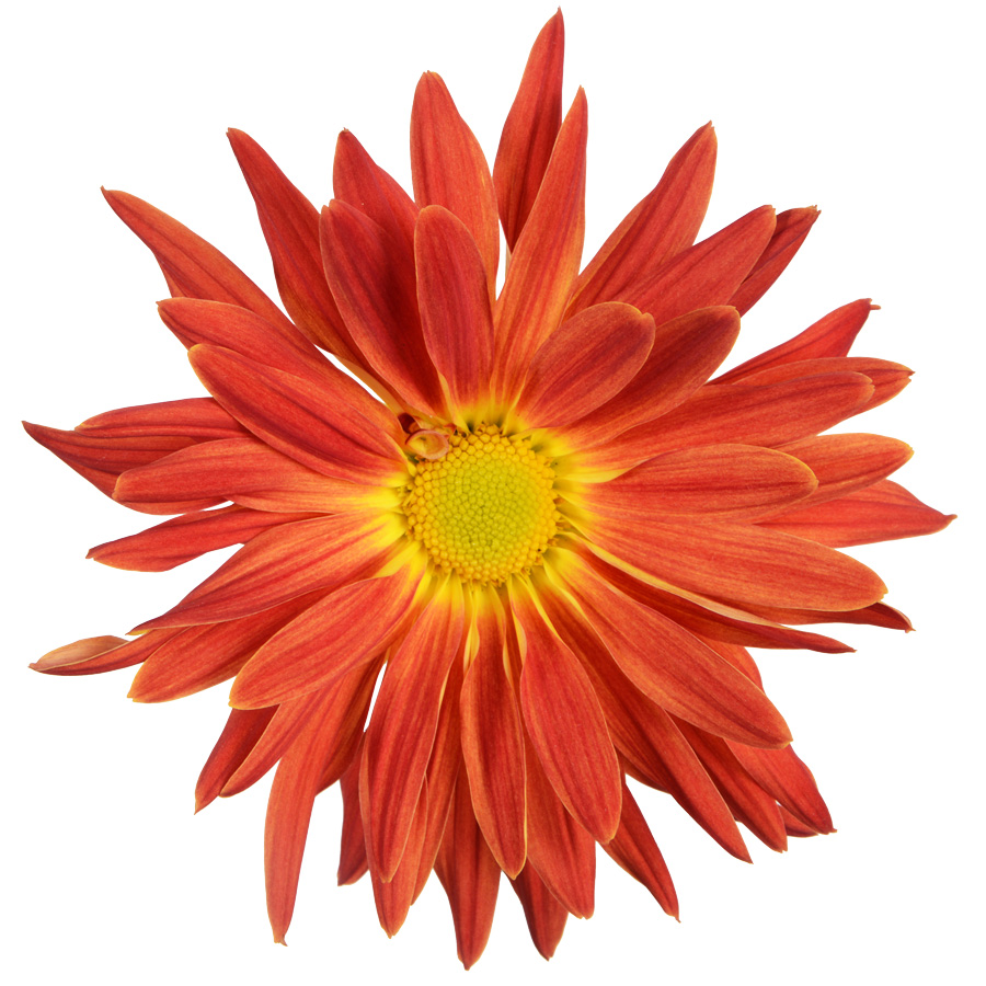 Morgan | Premium Flowers