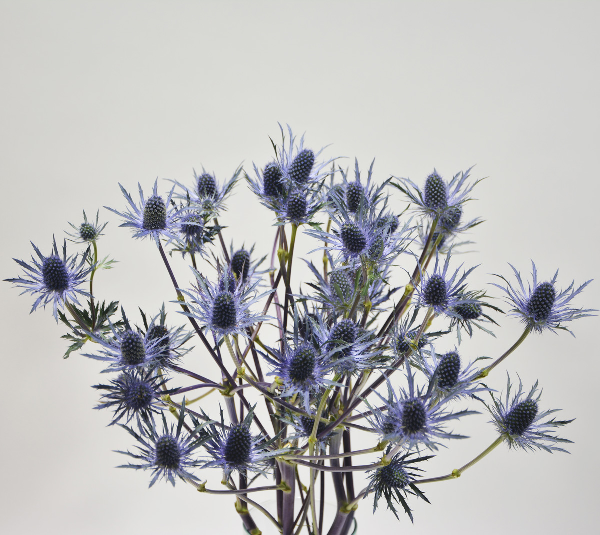 Dynamite | Premium Flowers