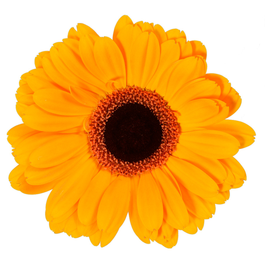 Yellow Gerbera | Premium Flowers