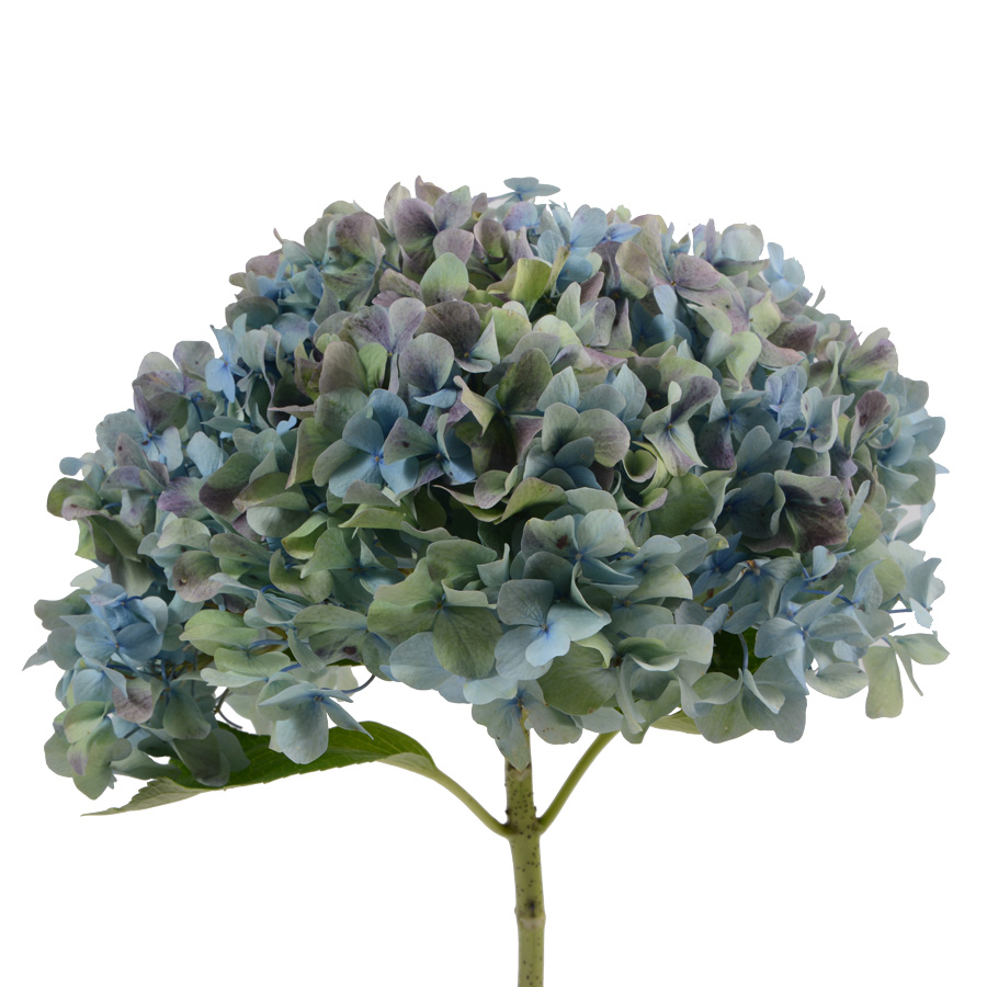 Hulk | Premium Flowers