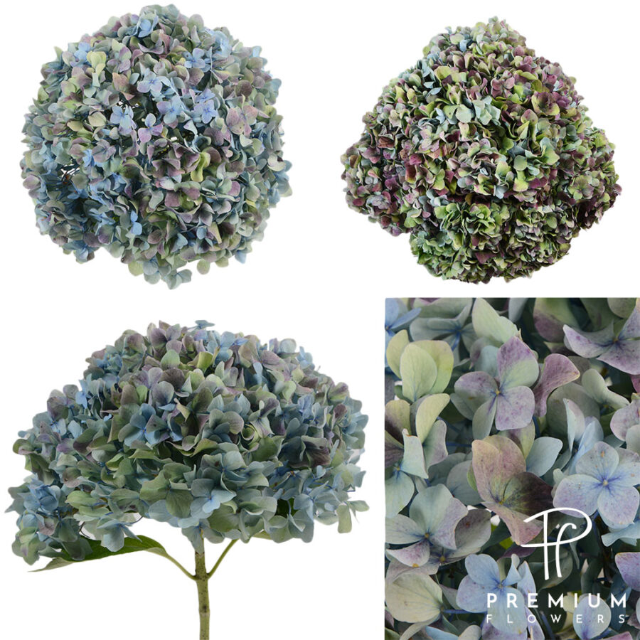 Hulk | Premium Flowers