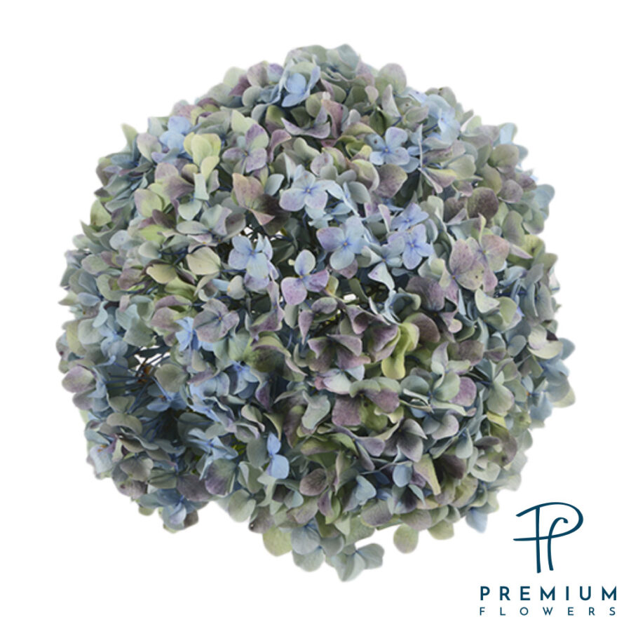 Hulk | Premium Flowers