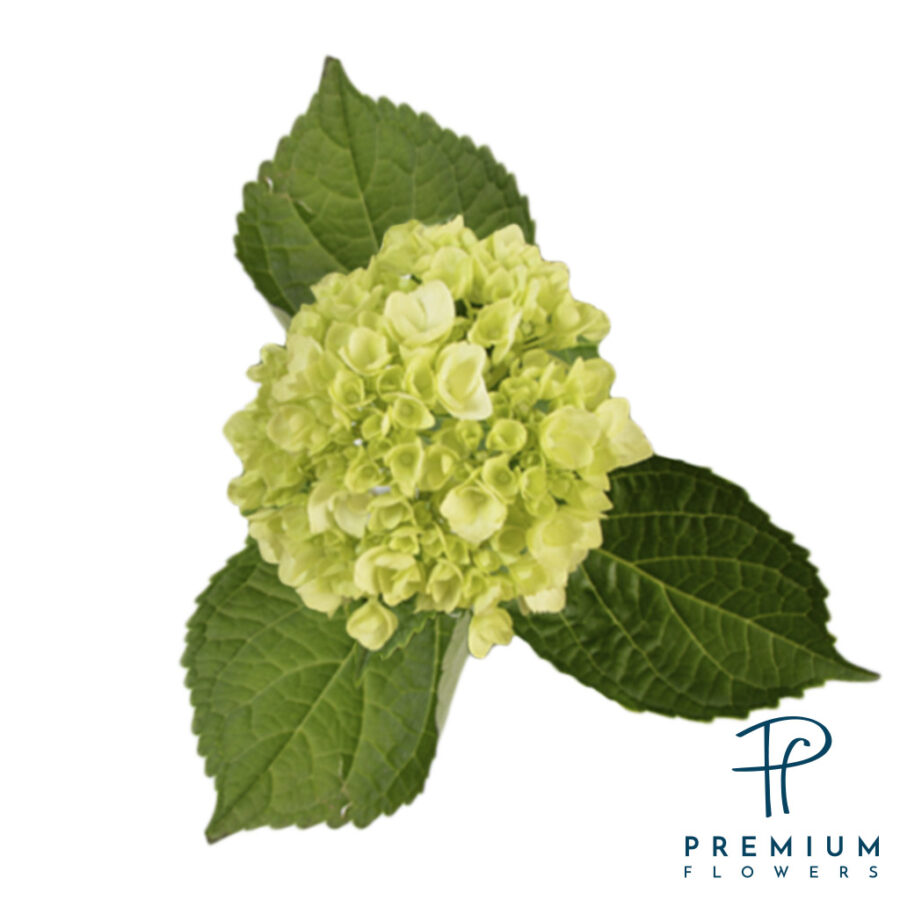 Mini Green | Premium Flowers