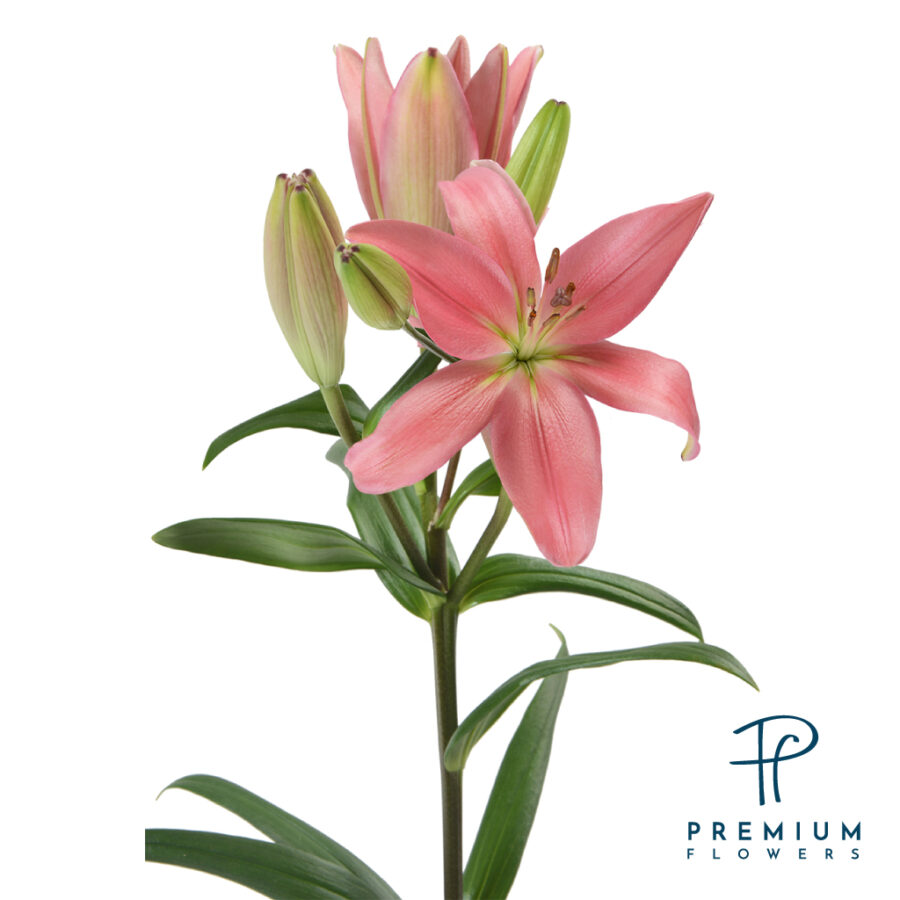 L.A Hybrid Indian Summerset | Premium Flowers