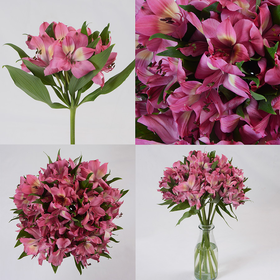 Intenz Pink | Premium Flowers