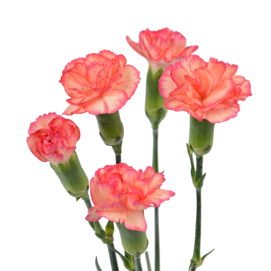 Lina | Premium Flowers