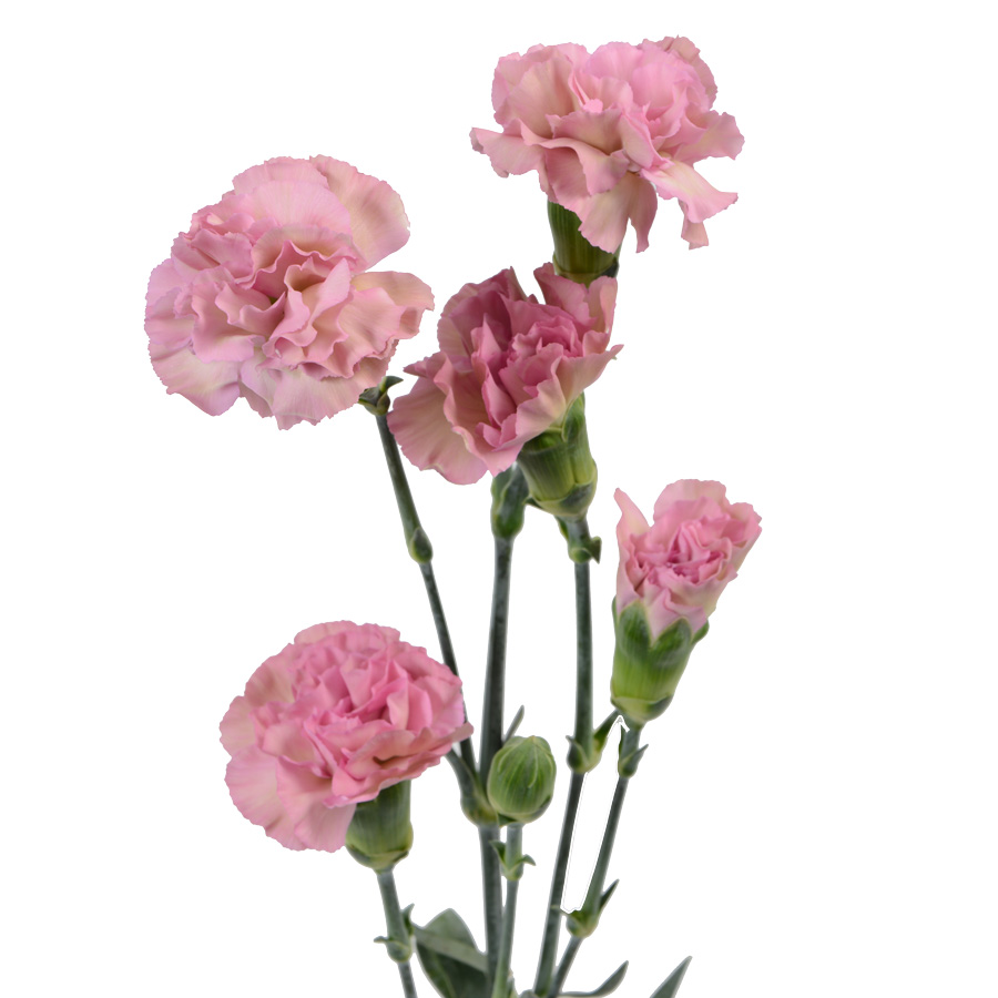 Mocha Sweet | Premium Flowers