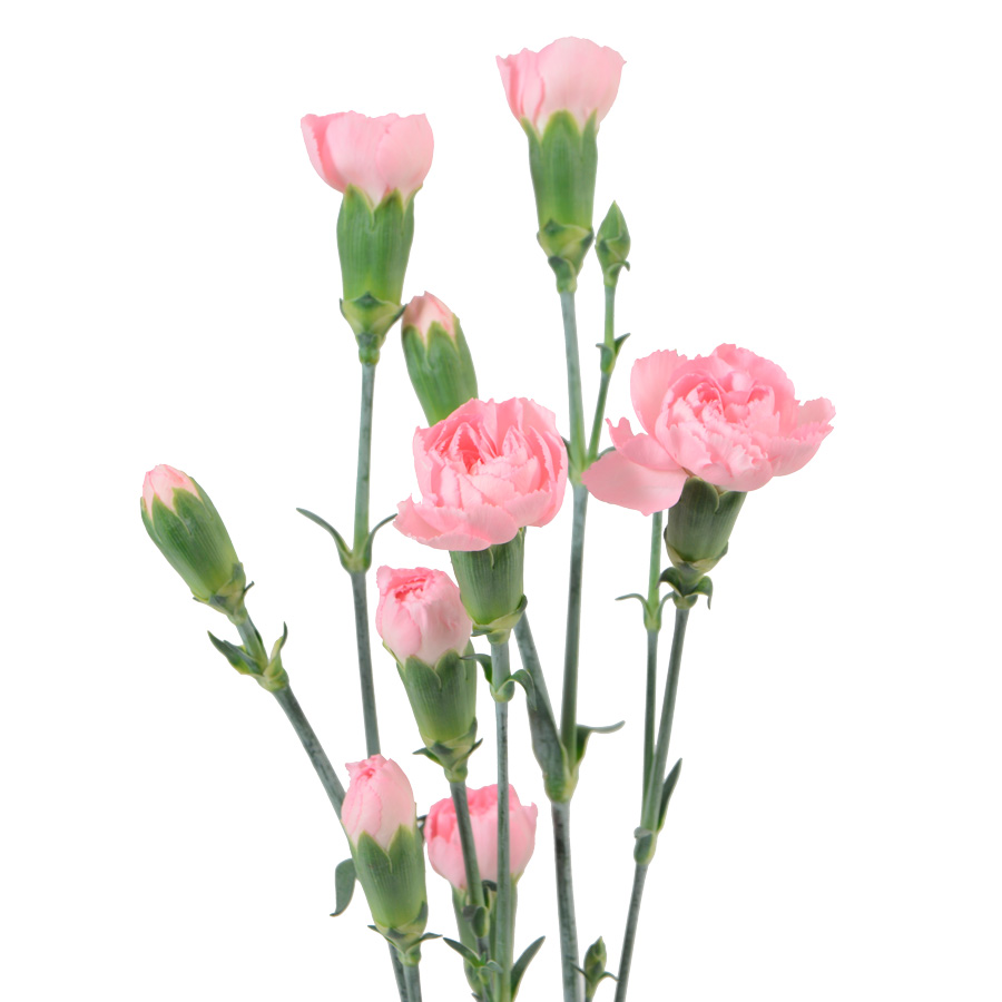 Zagara | Premium Flowers