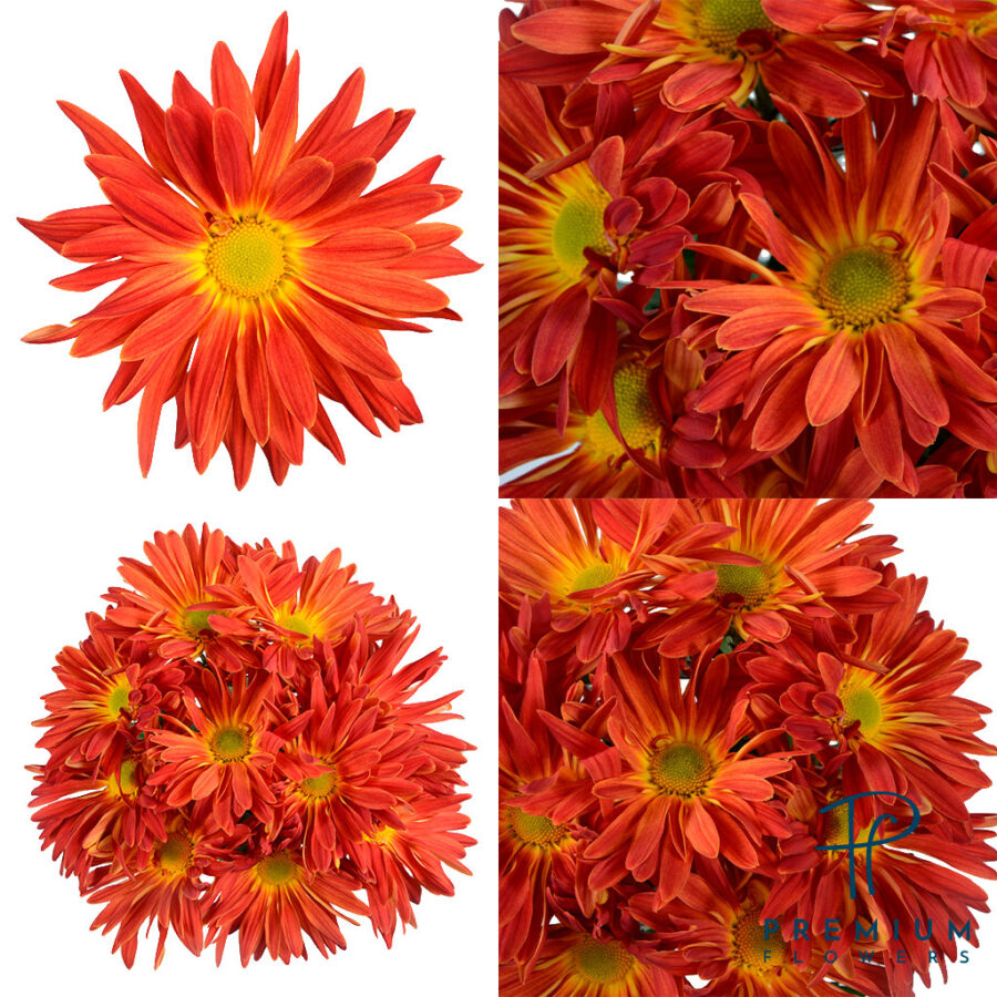 Morgan | Premium Flowers