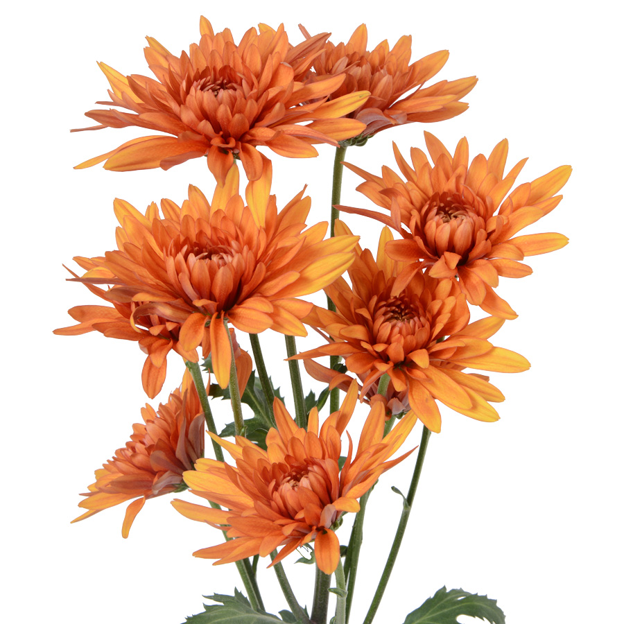 Cooper | Premium Flowers