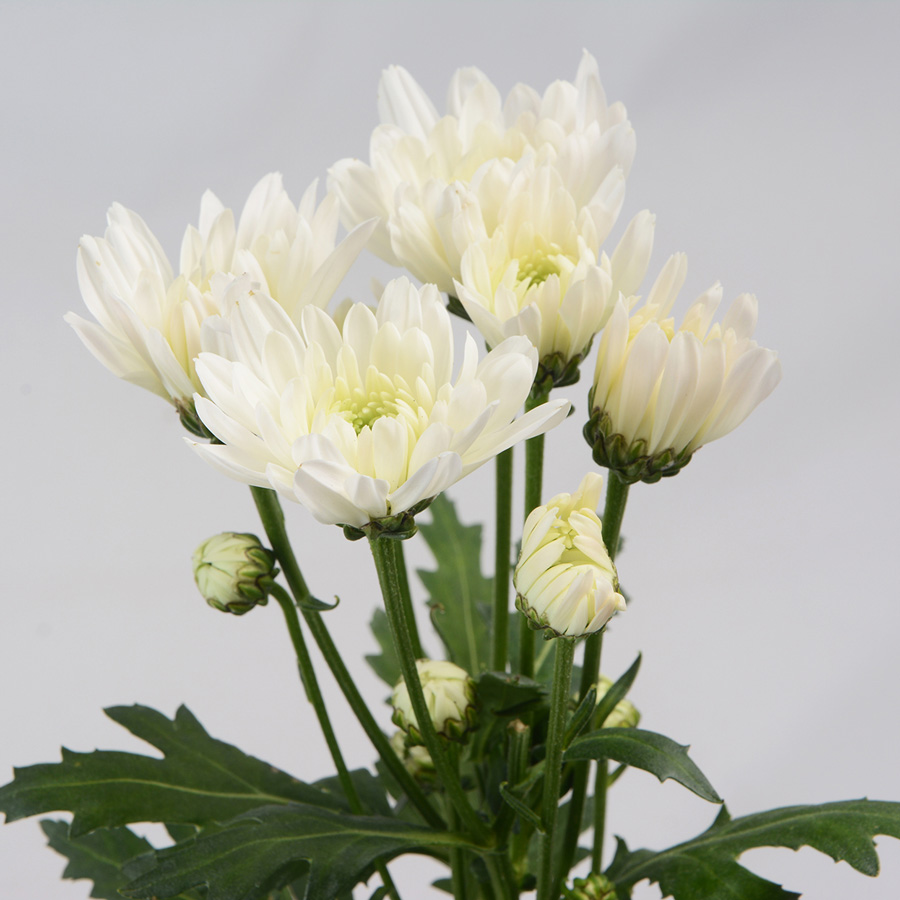 Maisy | Premium Flowers