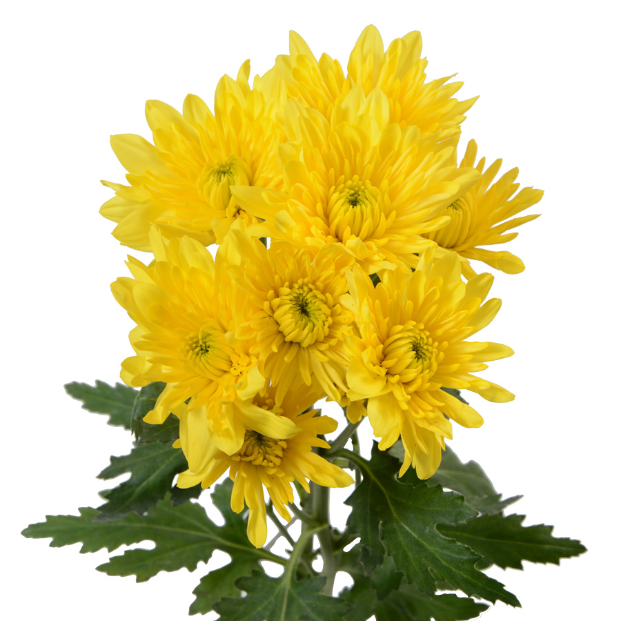 Yellow Polaris | Premium Flowers