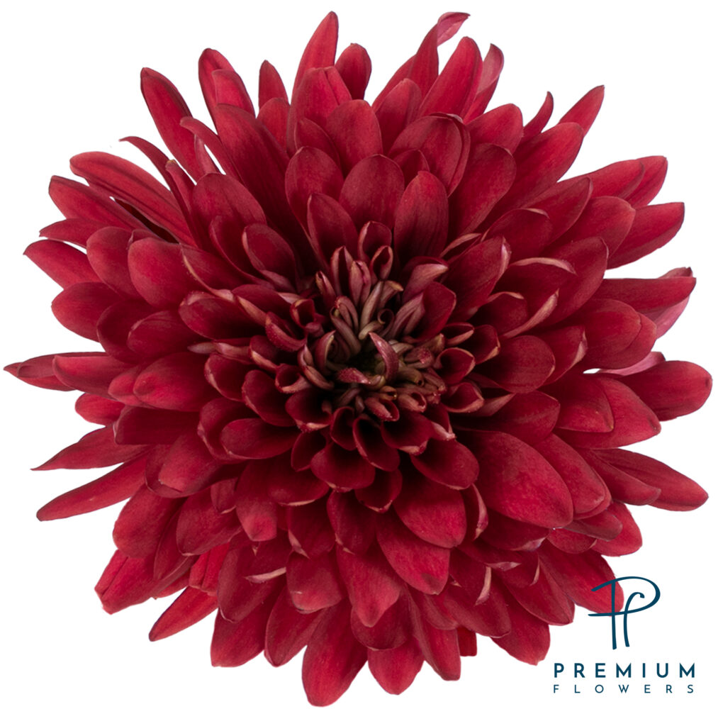Red Tornado | Premium Flowers