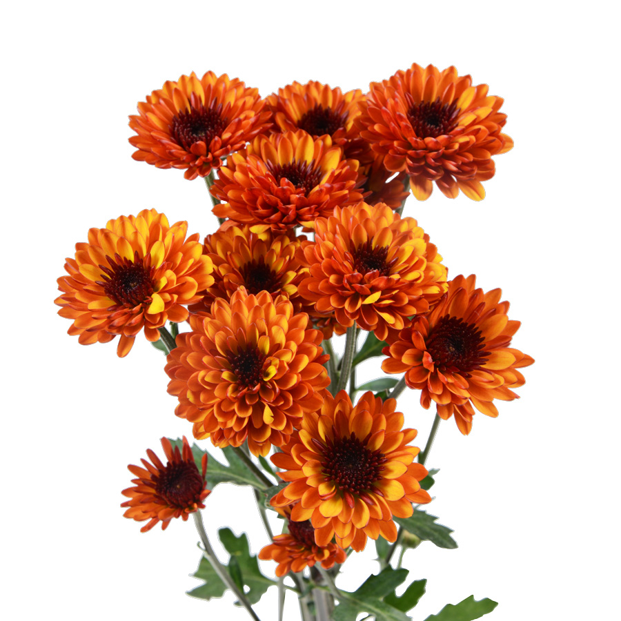 Prinz | Premium Flowers