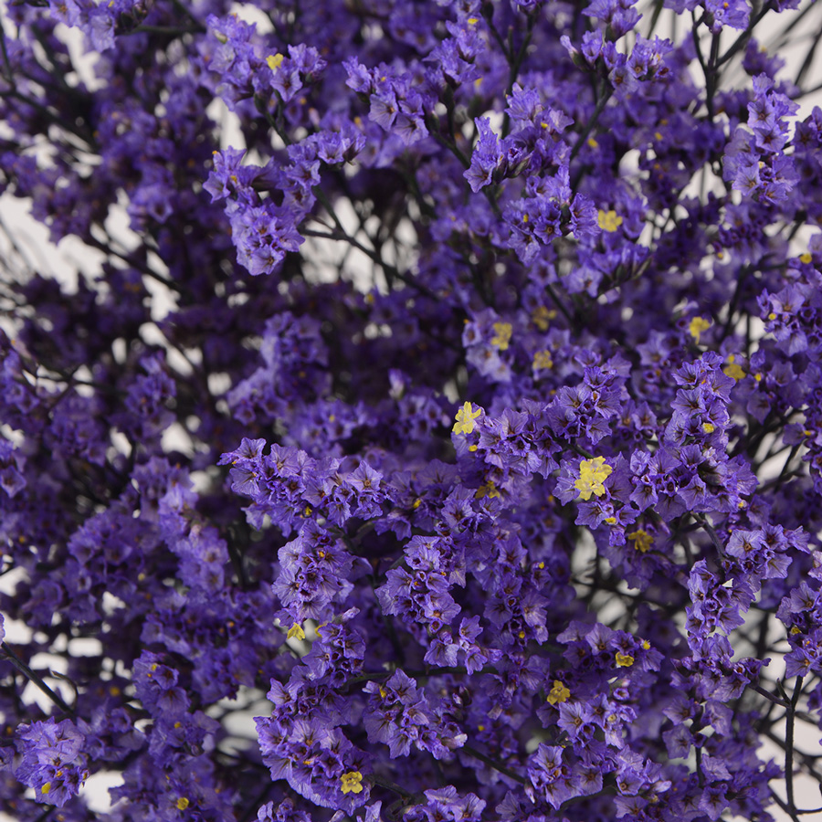 Diamond Tinted Purple | Premium Flowers