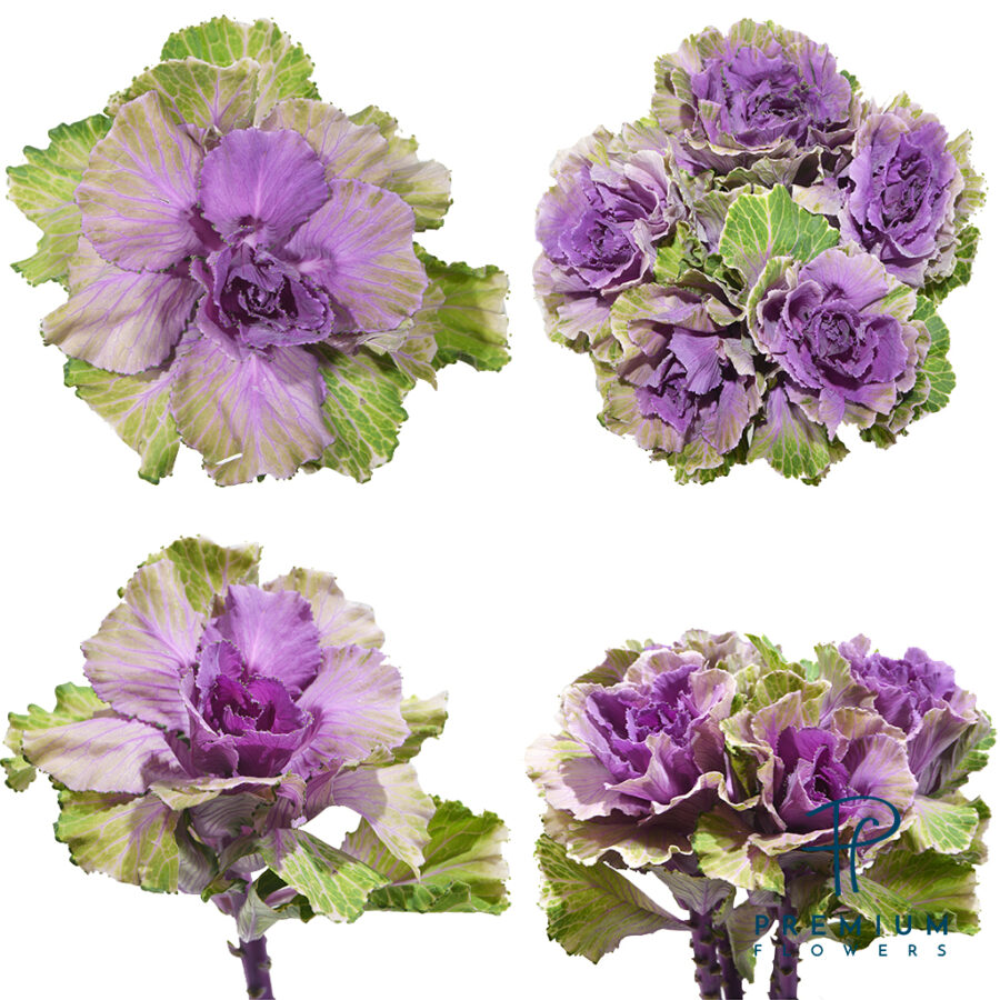 Purple Crane | Premium Flowers