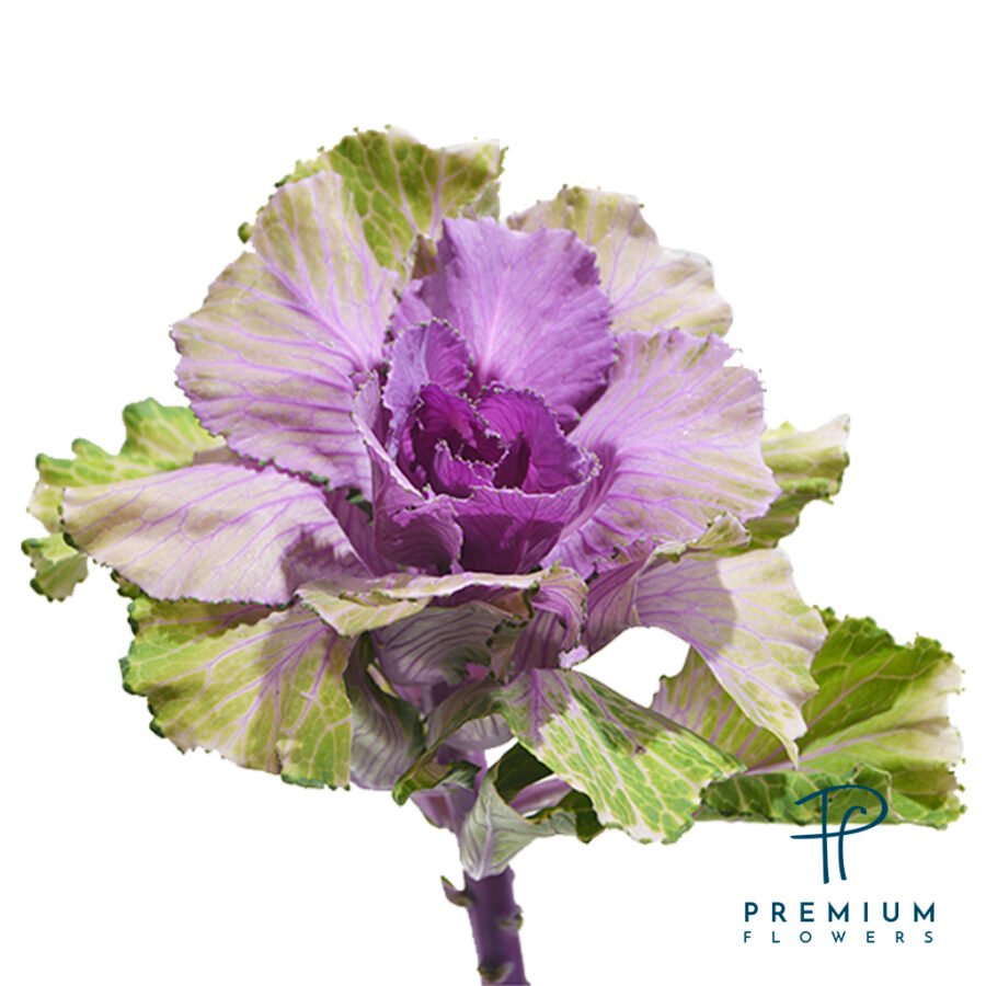 Purple Crane | Premium Flowers