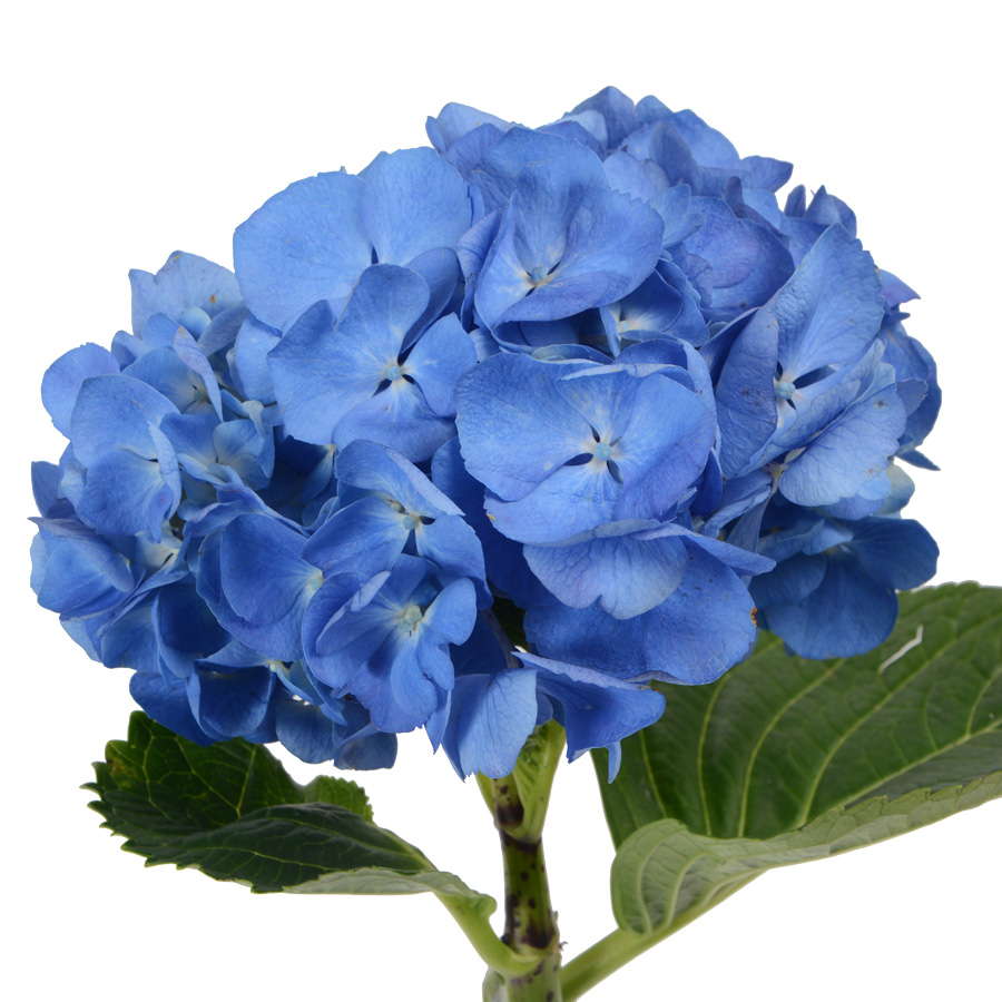 Shocking Blue | Premium Flowers