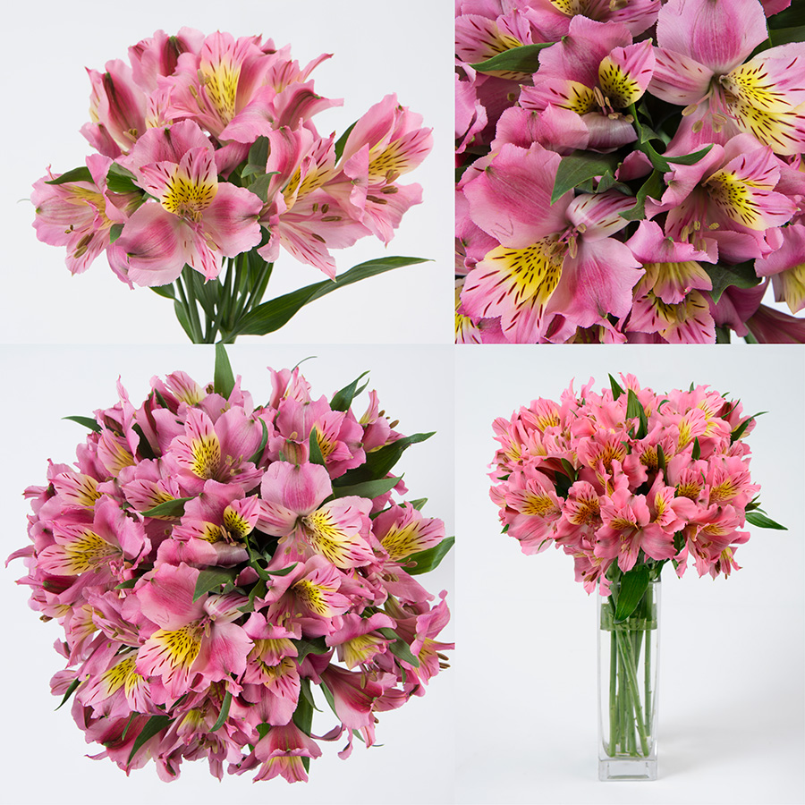 Toscana | Premium Flowers