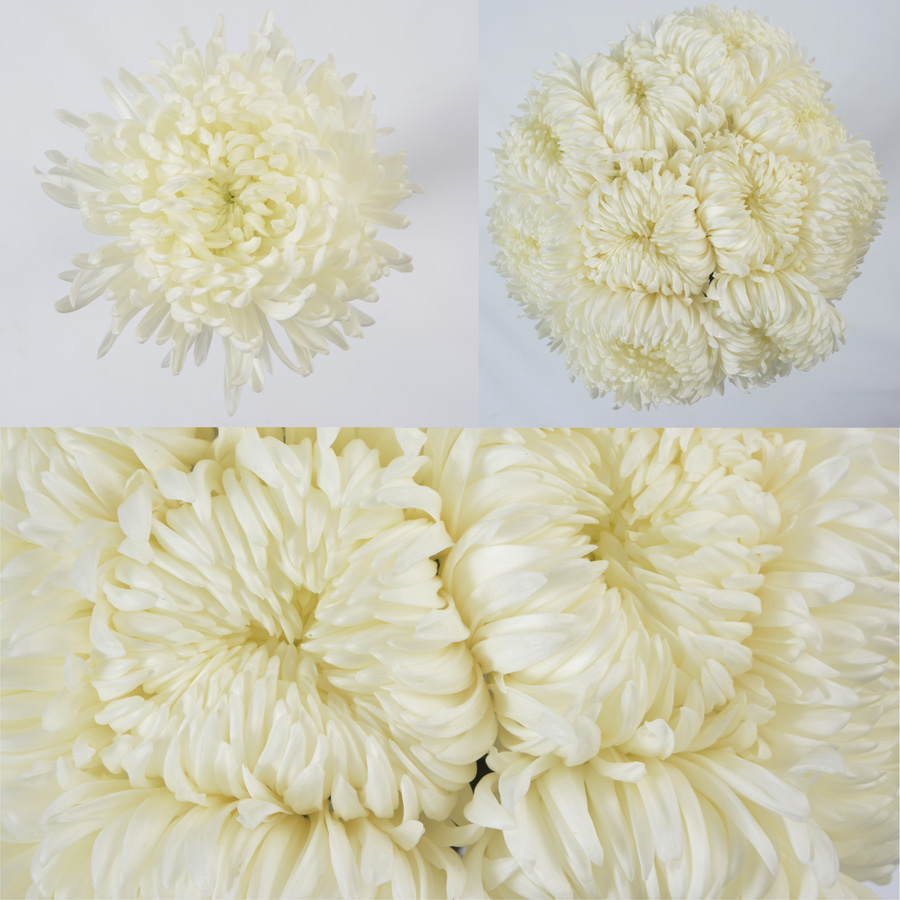 White Albatros | Premium Flowers
