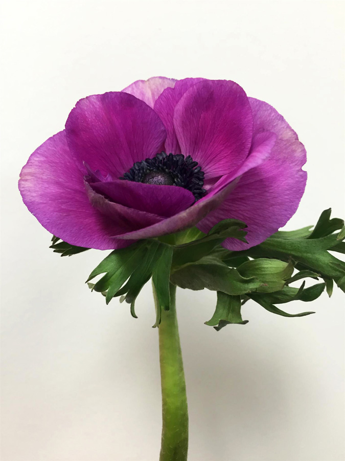 Dark Pink Mistral | Premium Flowers