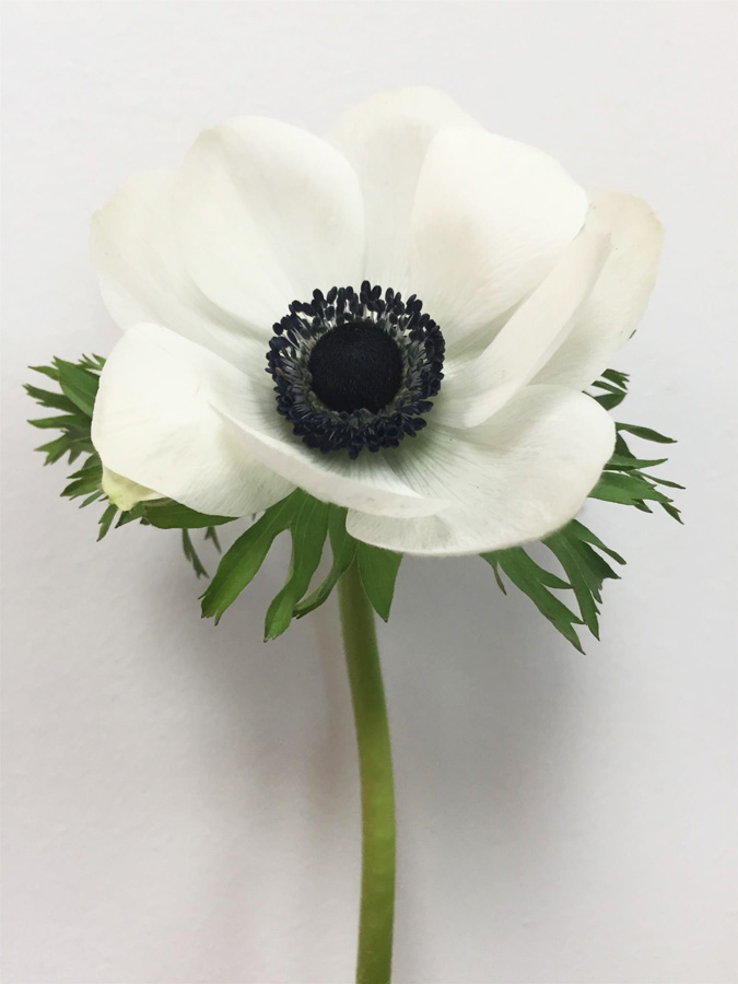 White Mistral | Premium Flowers