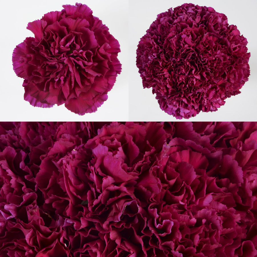 Golem | Premium Flowers