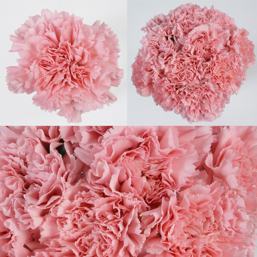 Nahema | Premium Flowers