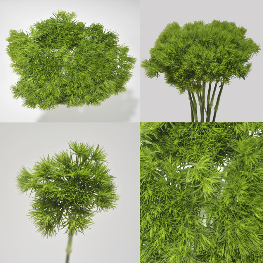Green Ball | Premium Flowers
