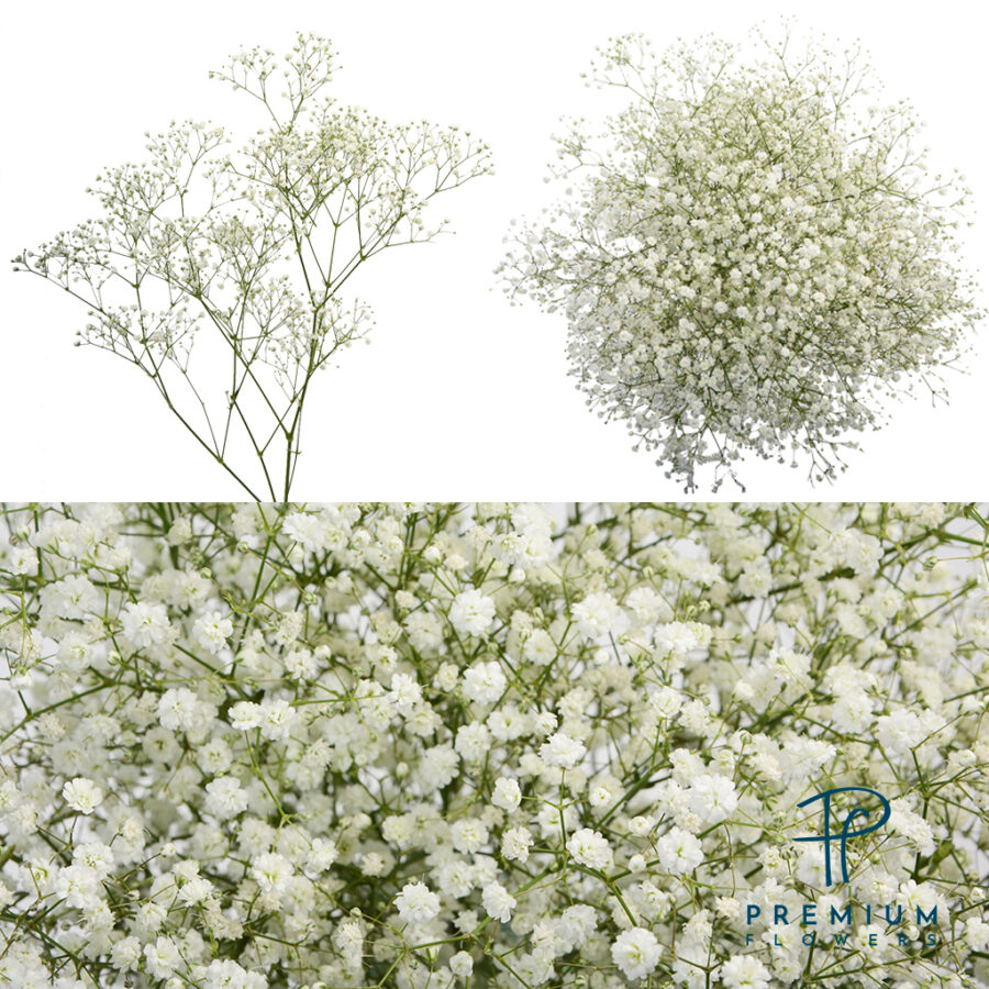 Cosmic | Premium Flowers