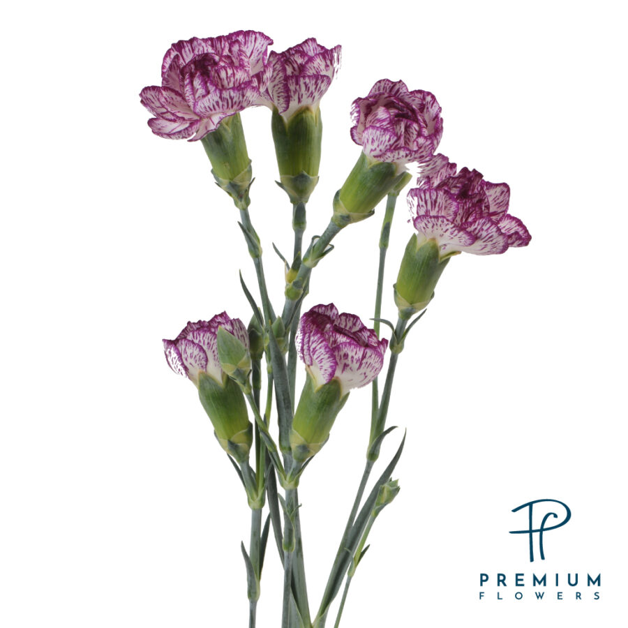 Spectro | Premium Flowers