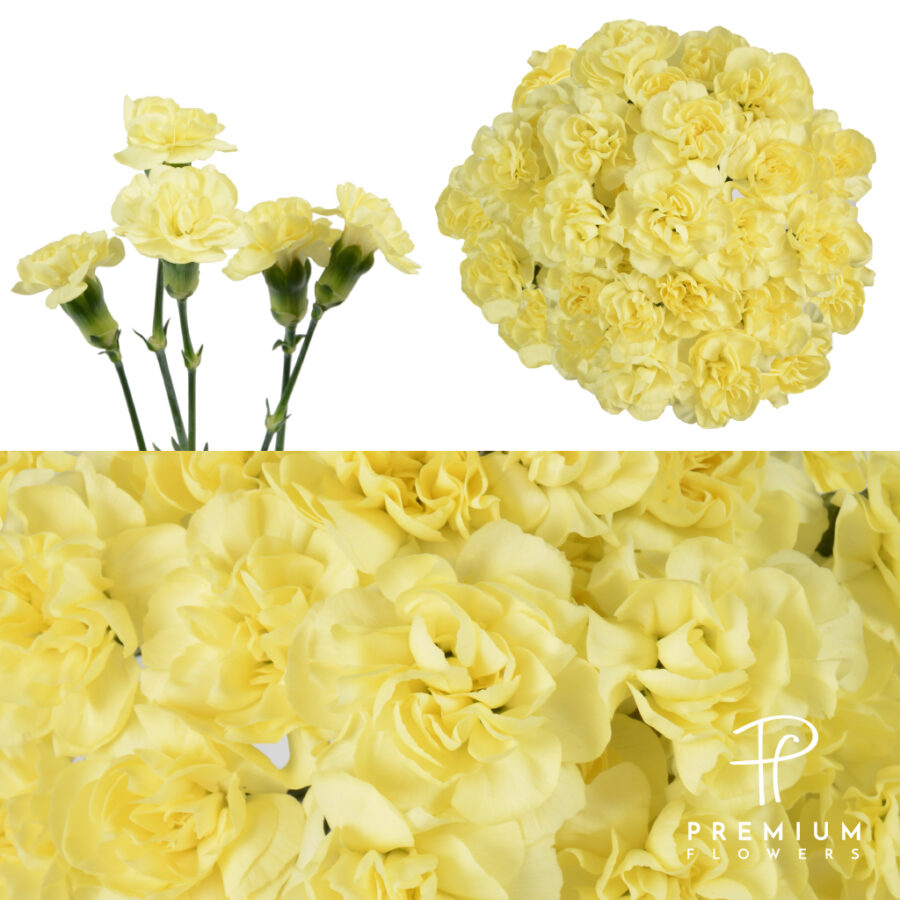 Cherry Tessino | Premium Flowers