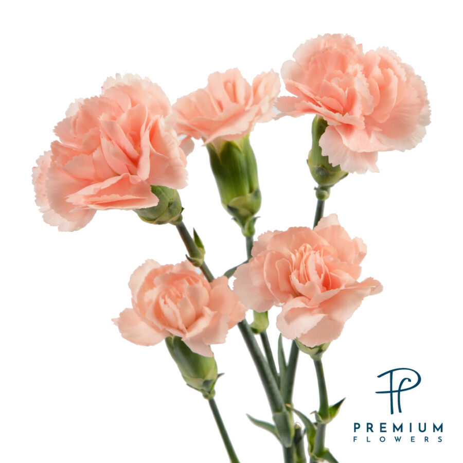 Hamada | Premium Flowers