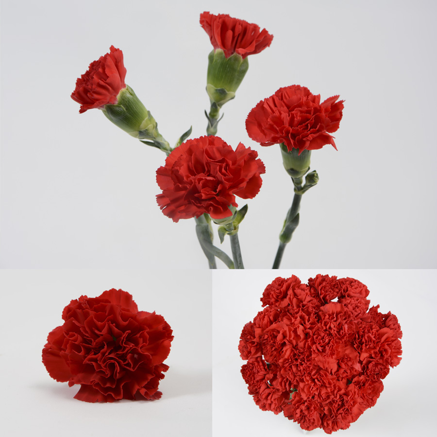 Aragon | Premium Flowers