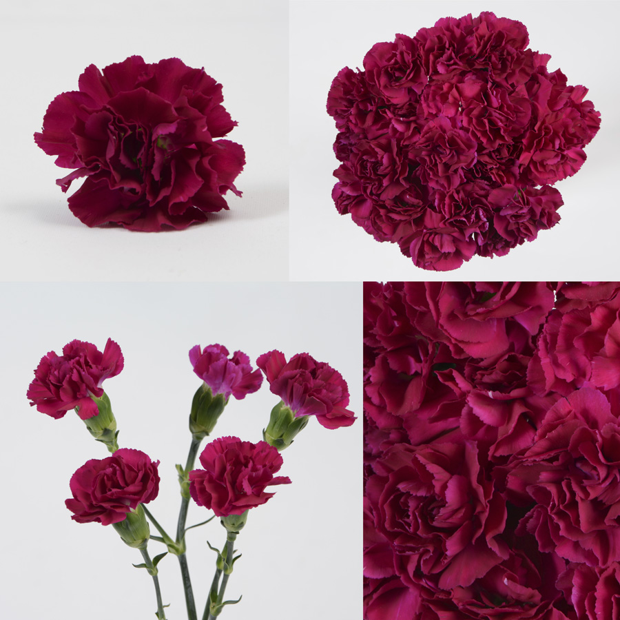 Epsilon | Premium Flowers