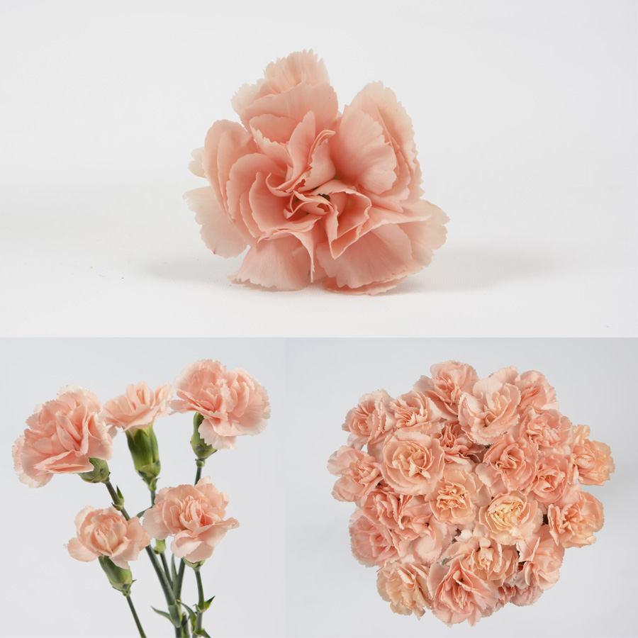 Hamada | Premium Flowers