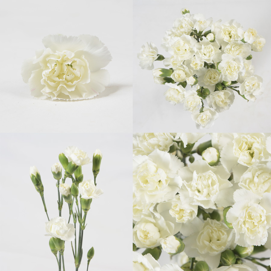 Ibis | Premium Flowers