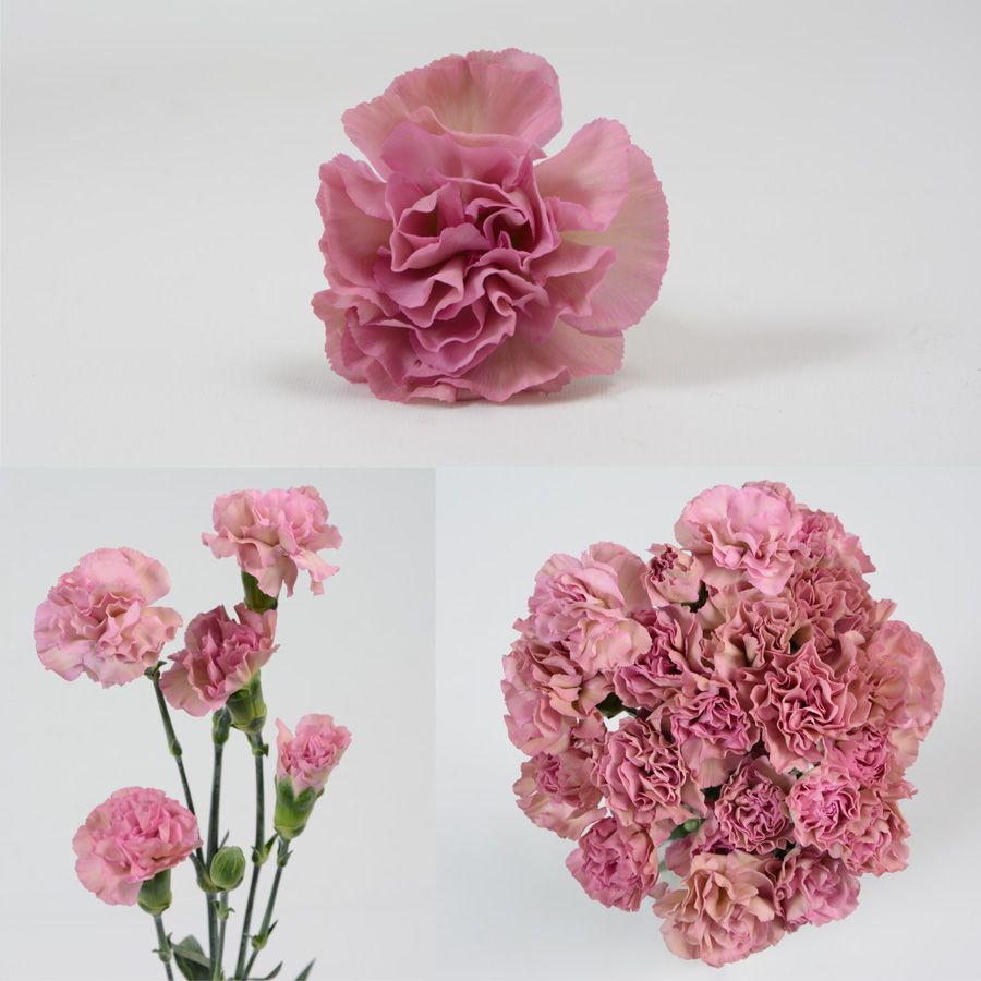 Mocha Sweet | Premium Flowers