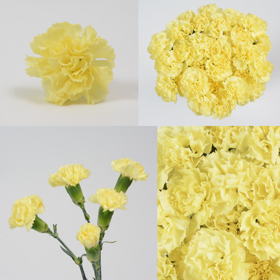 Xanthe | Premium Flowers