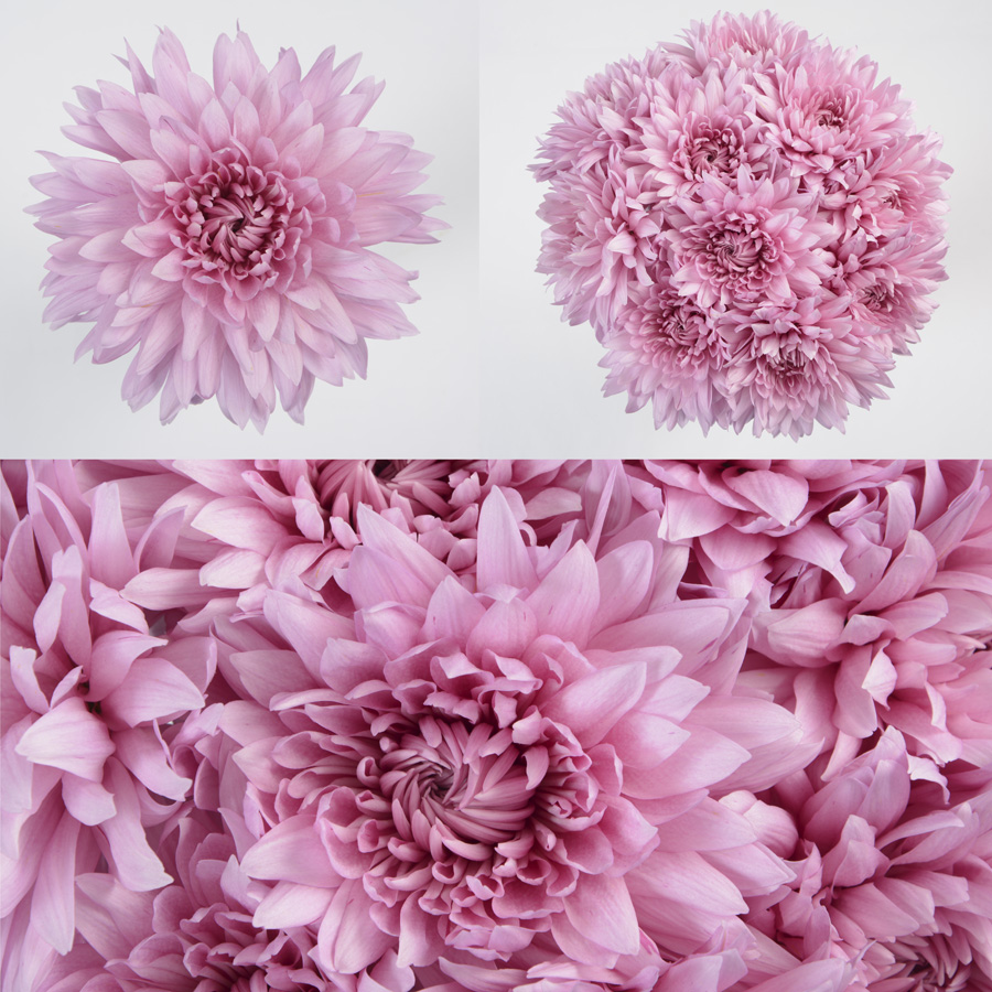 Category: CHD – Mums & Cremons | Premium Flowers