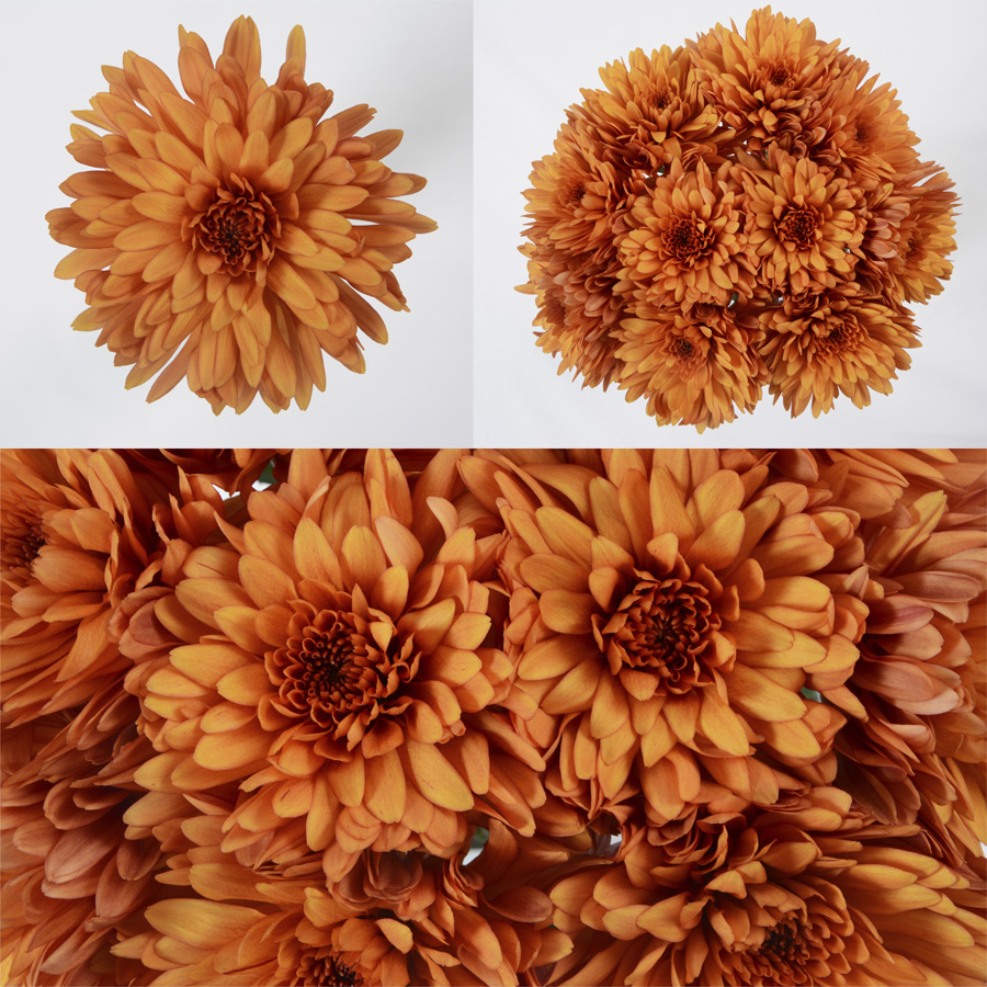 Category: CHD – Mums & Cremons | Premium Flowers